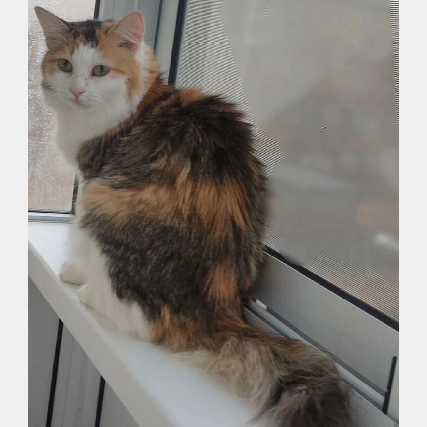 Кошка подросток