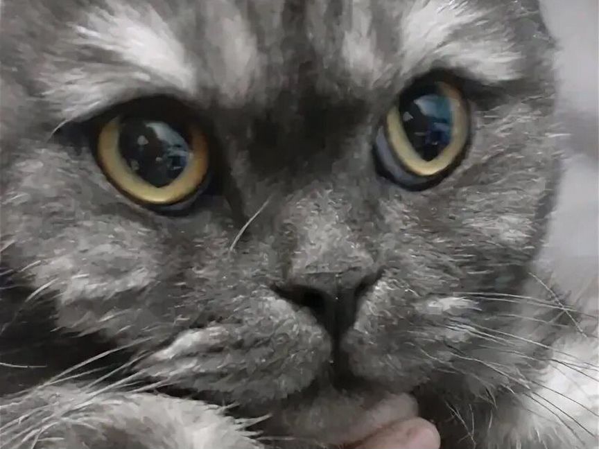 Шотландский вислоухий кот