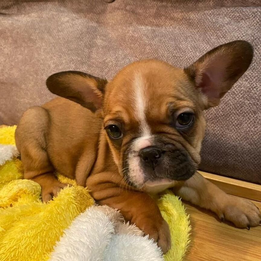 Французский бульдог щенки