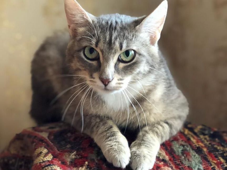 Кошка вылитая Мерил Стрип :)