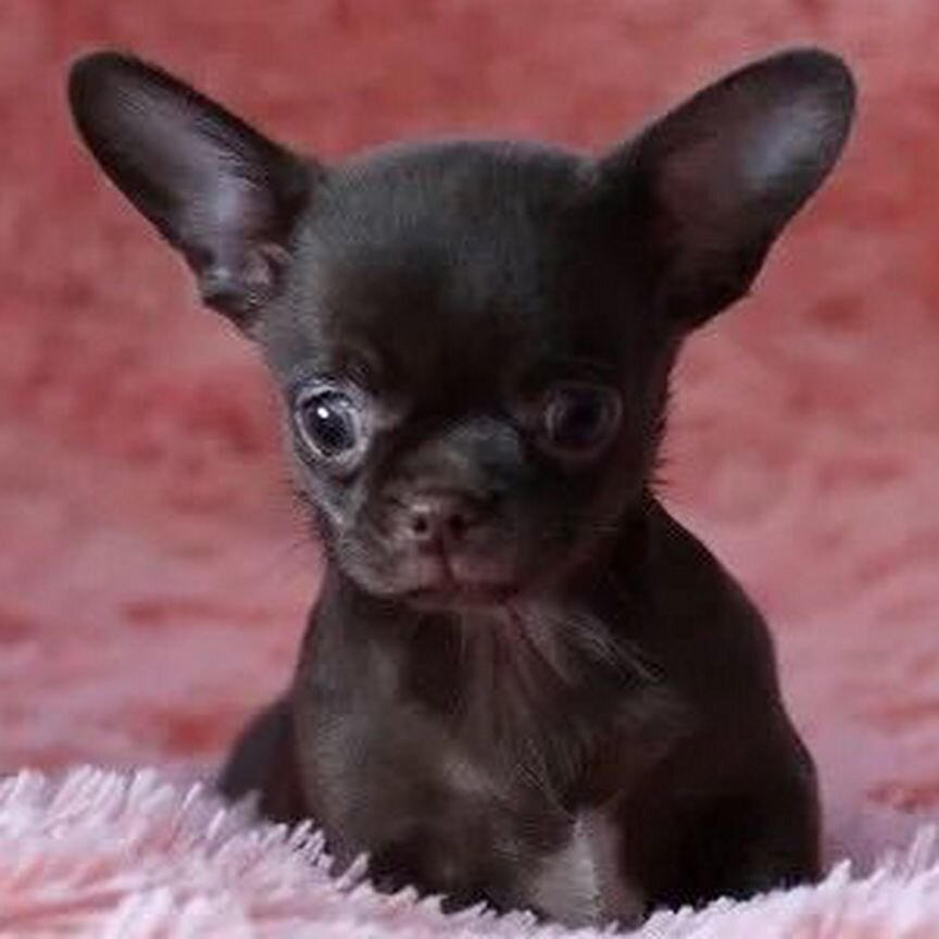 Чихуахуа, щенок