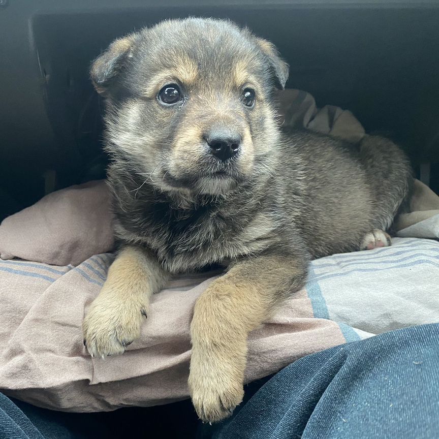 Щенок в добрые руки