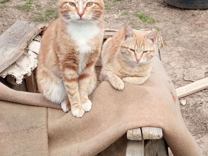 Коты в добрые руки