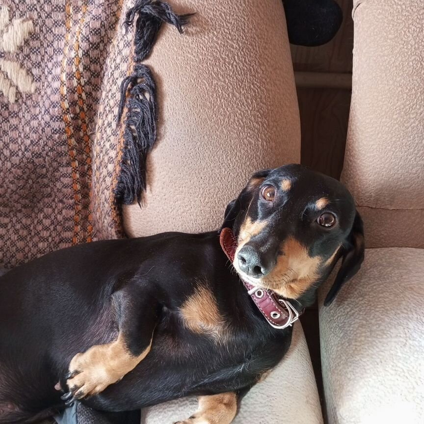 Такса 1.5 года сука, для вязки