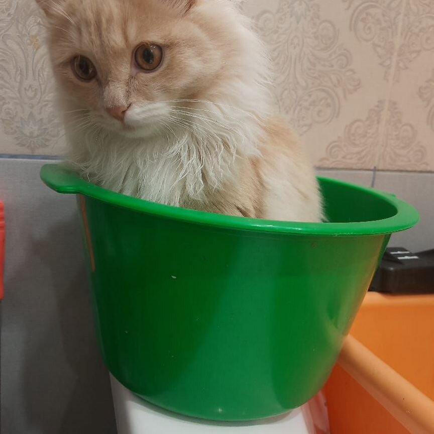 Котик в добрые руки