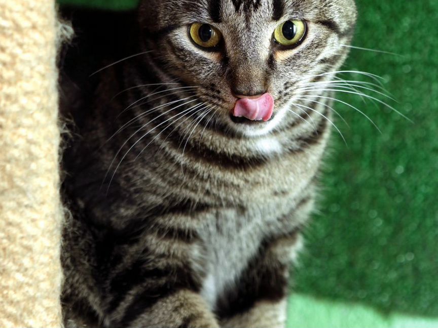 Полосатый котик