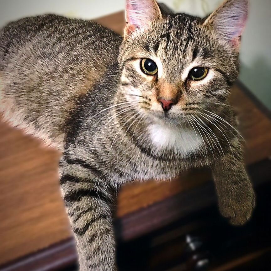 Котёнок ищет дом