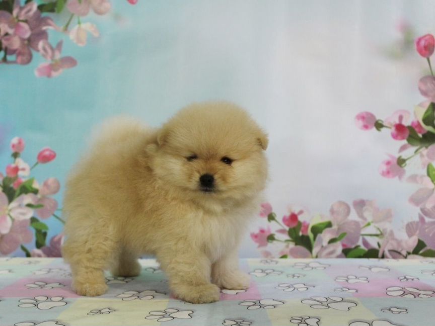 Щенки шпицульки