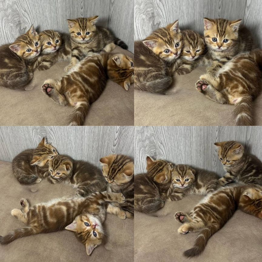 Шотландские котята