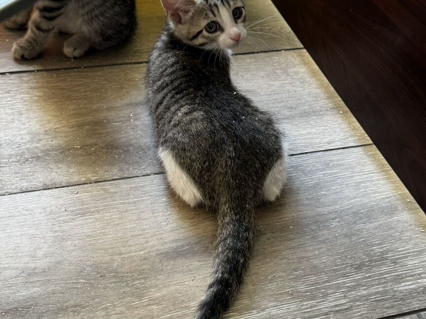Котенок девочка