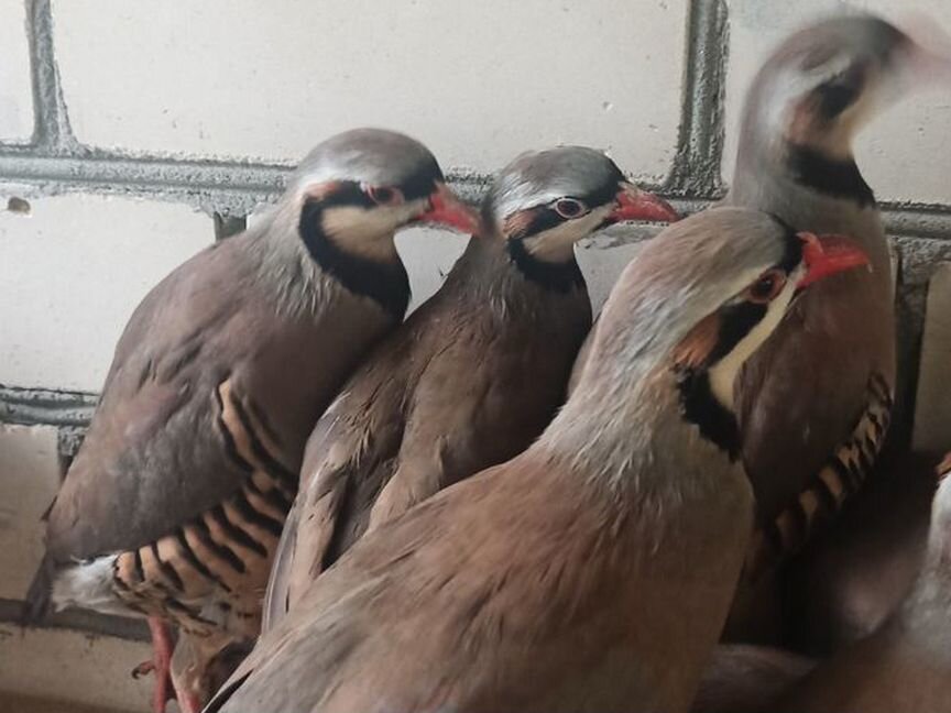 Каменная куропатка (Кеклики)