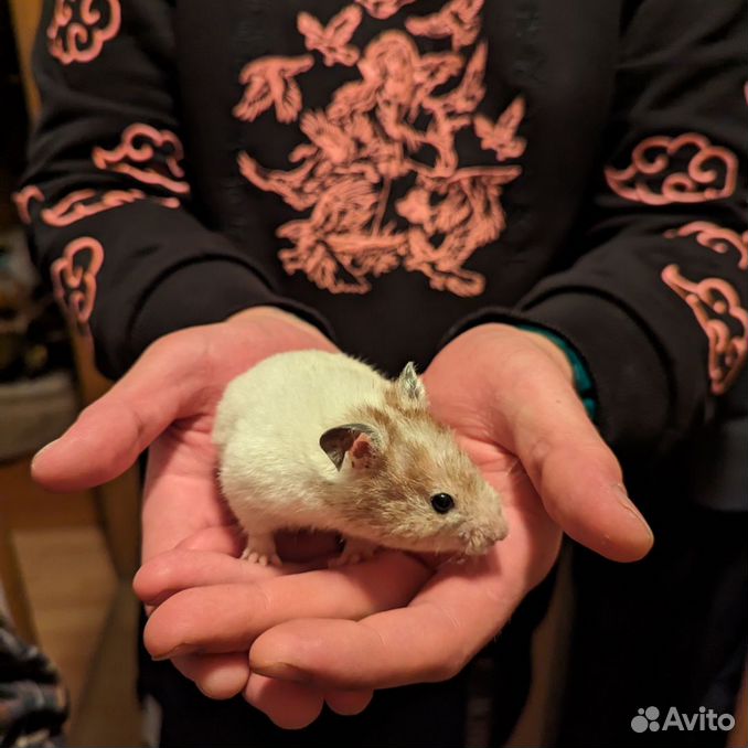 Серийские хомяки