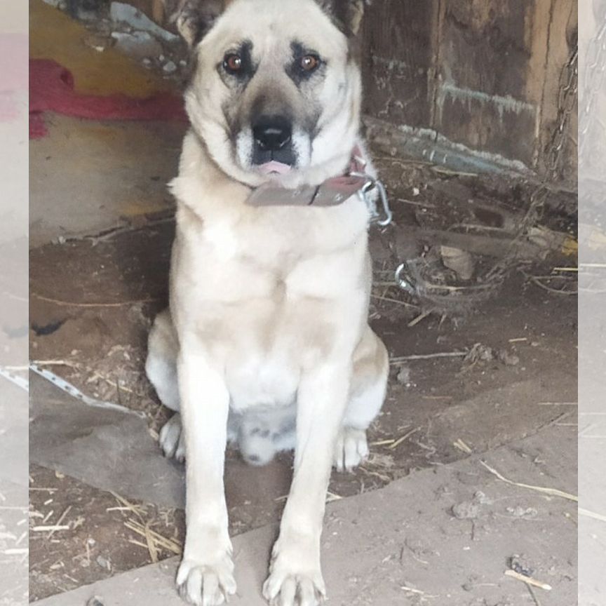 Взрослый пёс в добрые руки