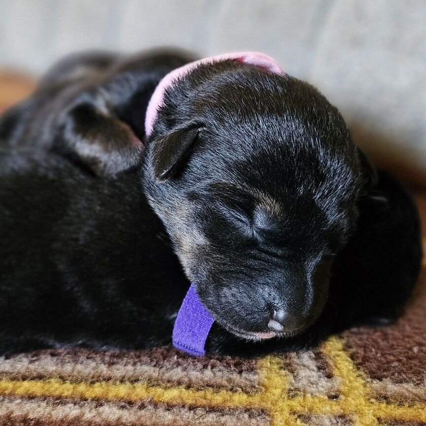 Восточноевропейская овчарка, щенок