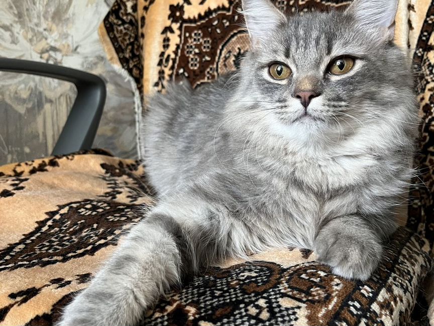 Котик, наполовину британец