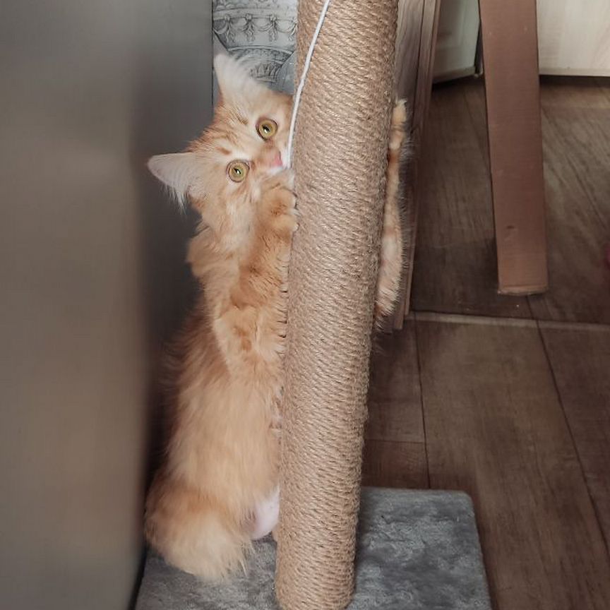 Молодая кошечка