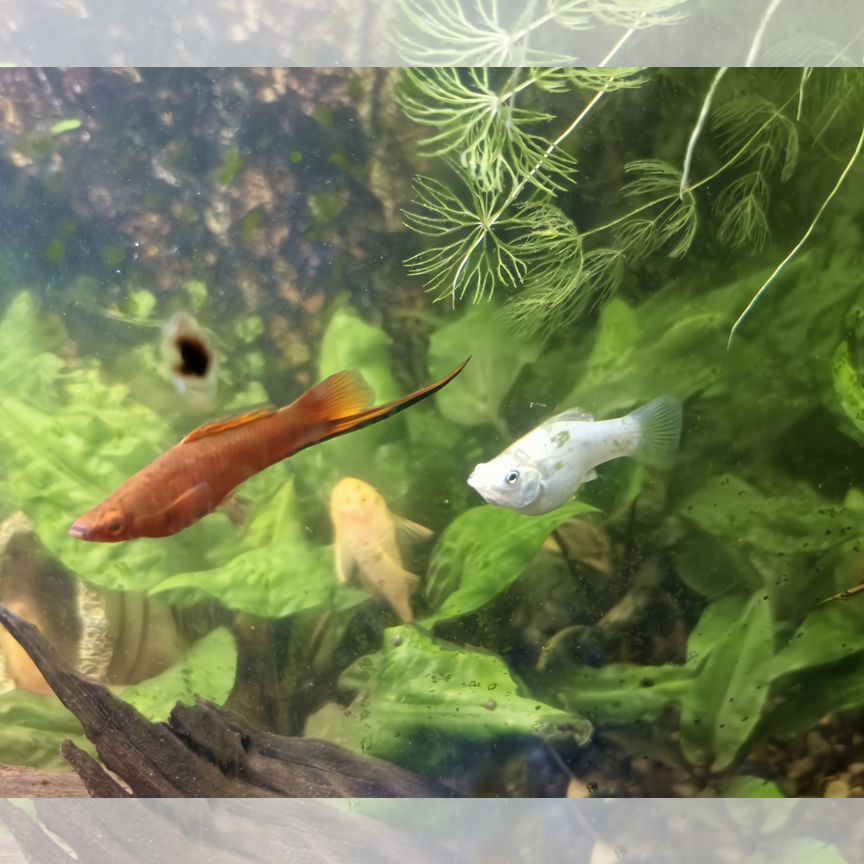 Креветки рыба растения