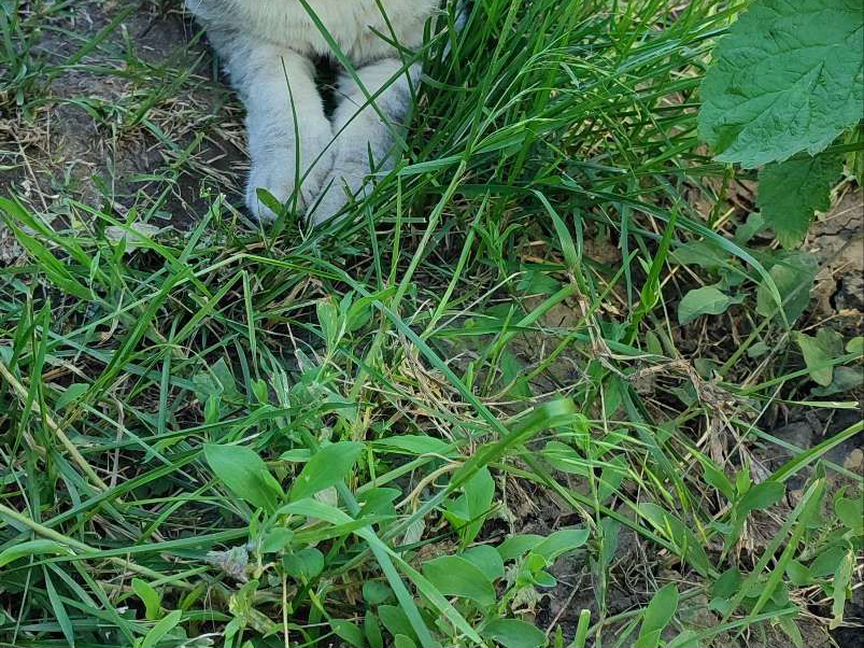 Кот в дар. Отдам кота в хорошие руки