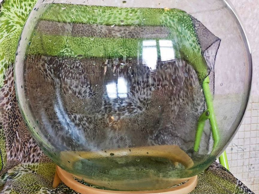 Аквариум террариум флорариум 20 литров