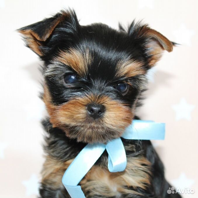 Йорк Степан (РКФ)