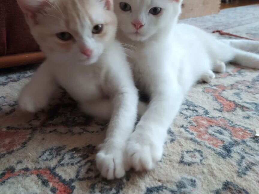 Кошка помесь