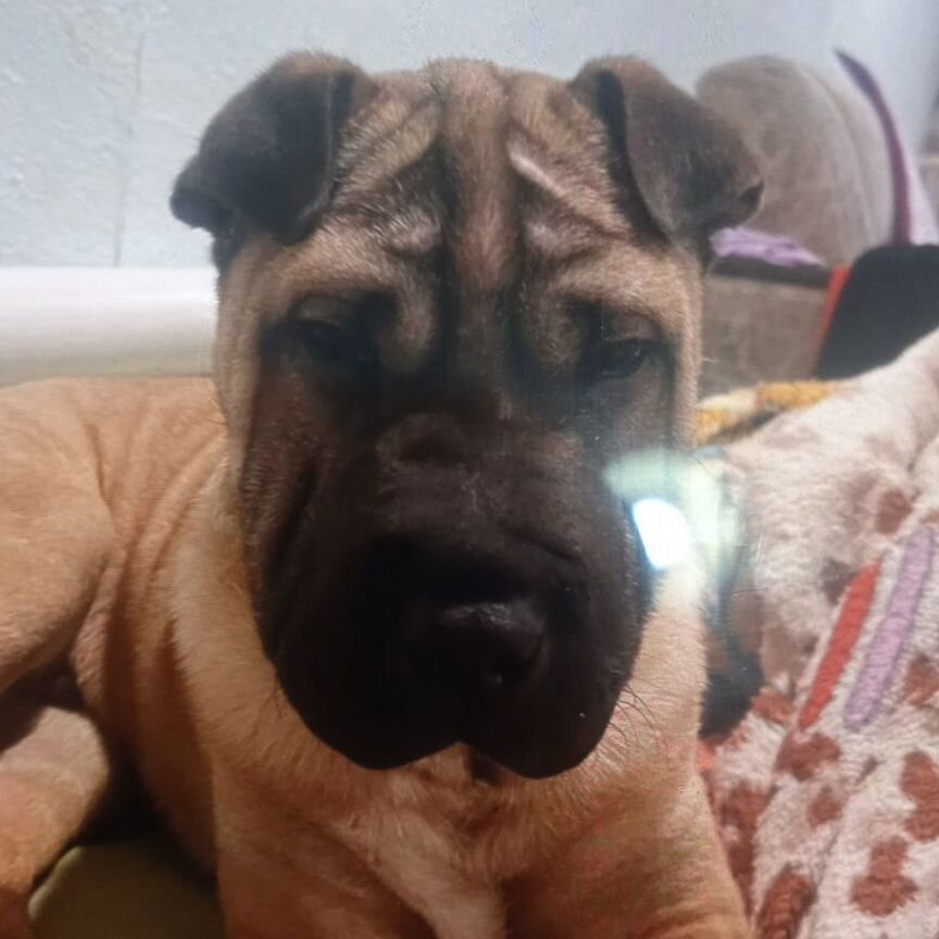 Шарпей, щенок