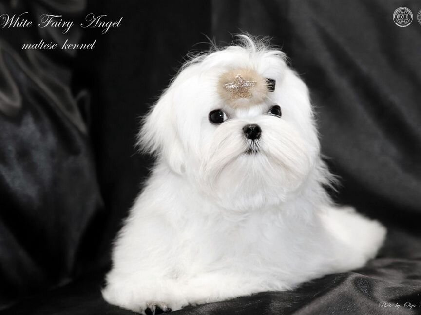 Кобель мальтезе (ркф/корея)