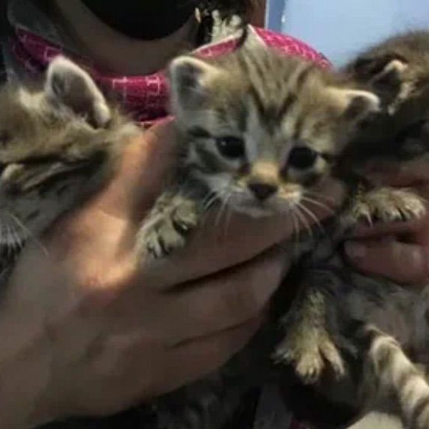 Шотландские котята прямоухие