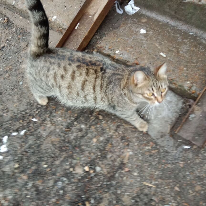 Беременная кошка