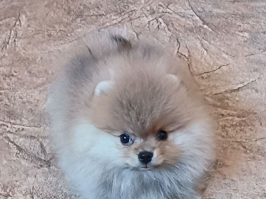 Померанский шпиц медвежьего типа