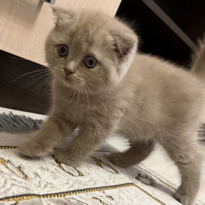 Шотландская вислоухая кошка в добрые руки
