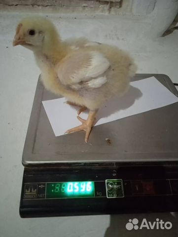 Суточные цыплята бройлер росс308, кобб500