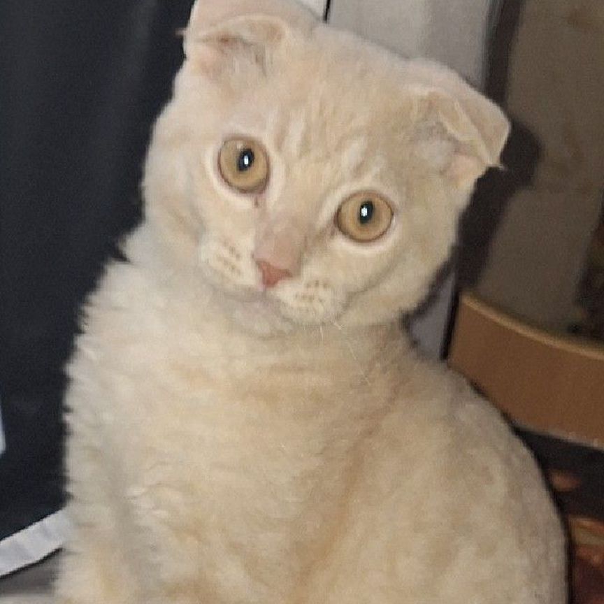 Шотландский вислоухий короткошёрстный котёнок