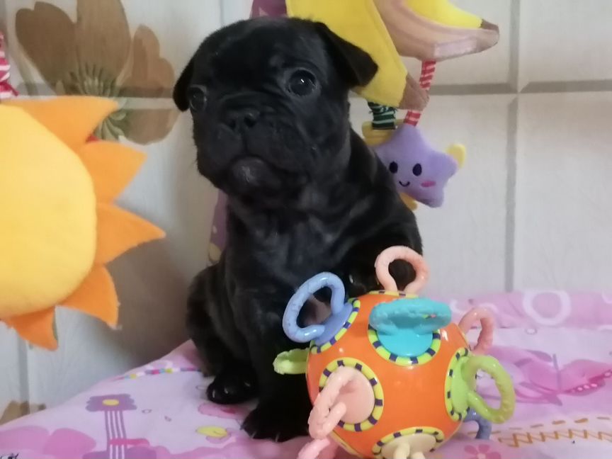 Щенки Французского бульдога