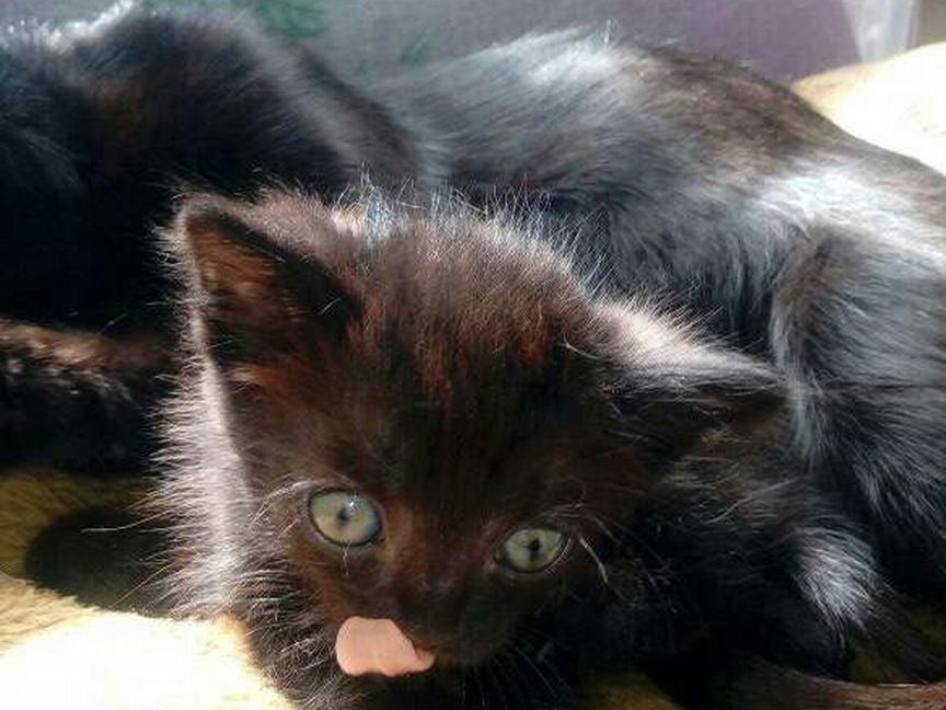 Волшебный котенок Жорик. Оберег дома от нечисти