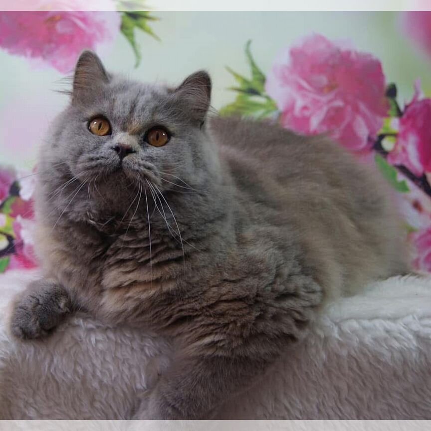 Британская длинношёрстная кошка, взрослая