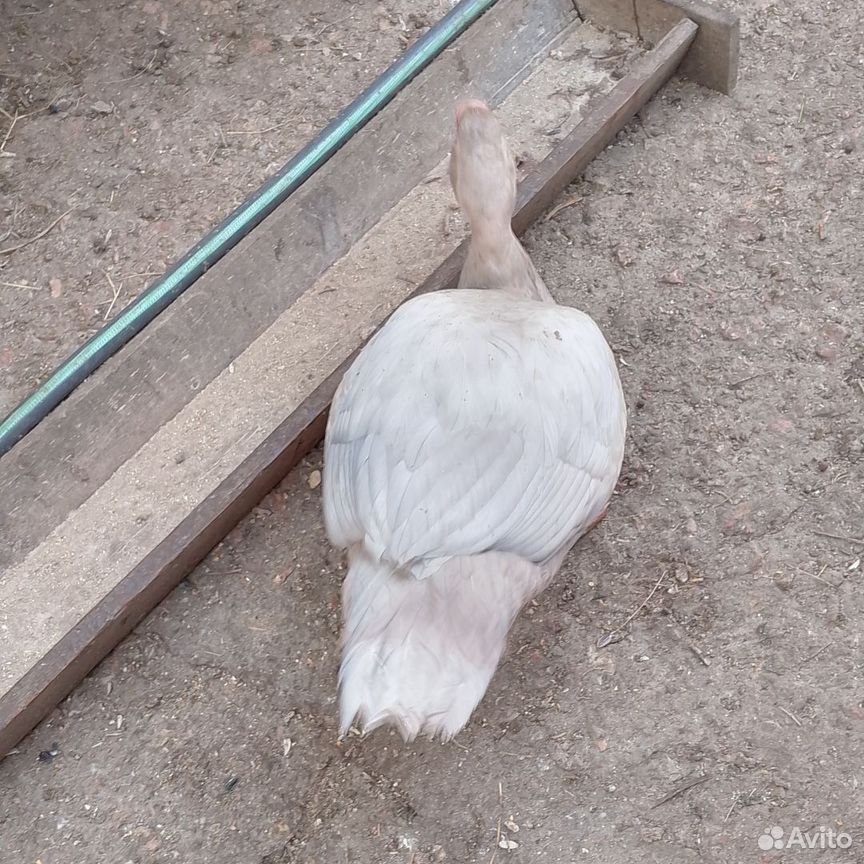 Утки тяжелой линии. Утята украинской цветной