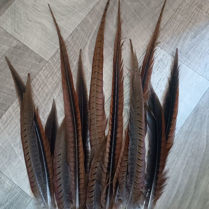 Перья фазана