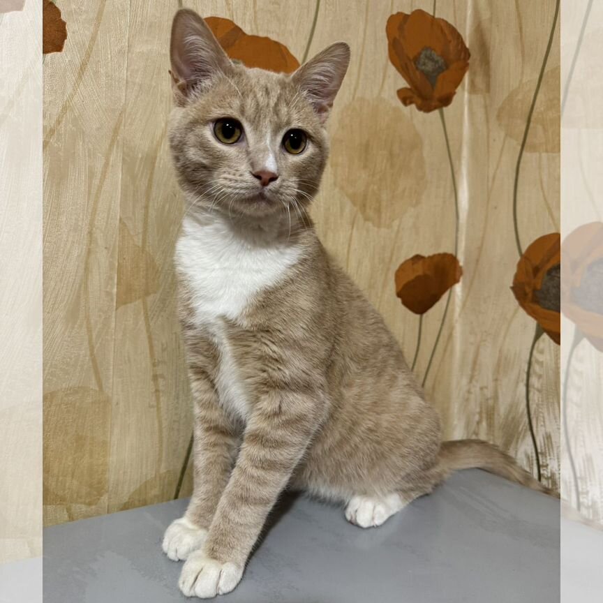 Пристраивается котенок