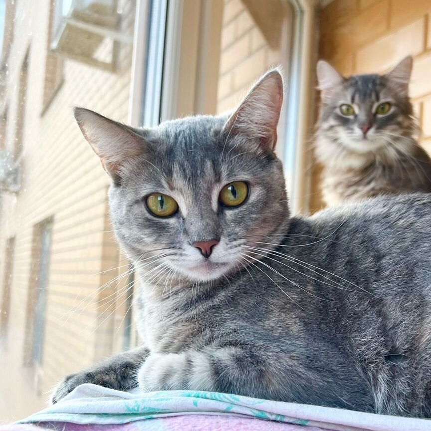 Кошка-невидимка Есения в добрые руки