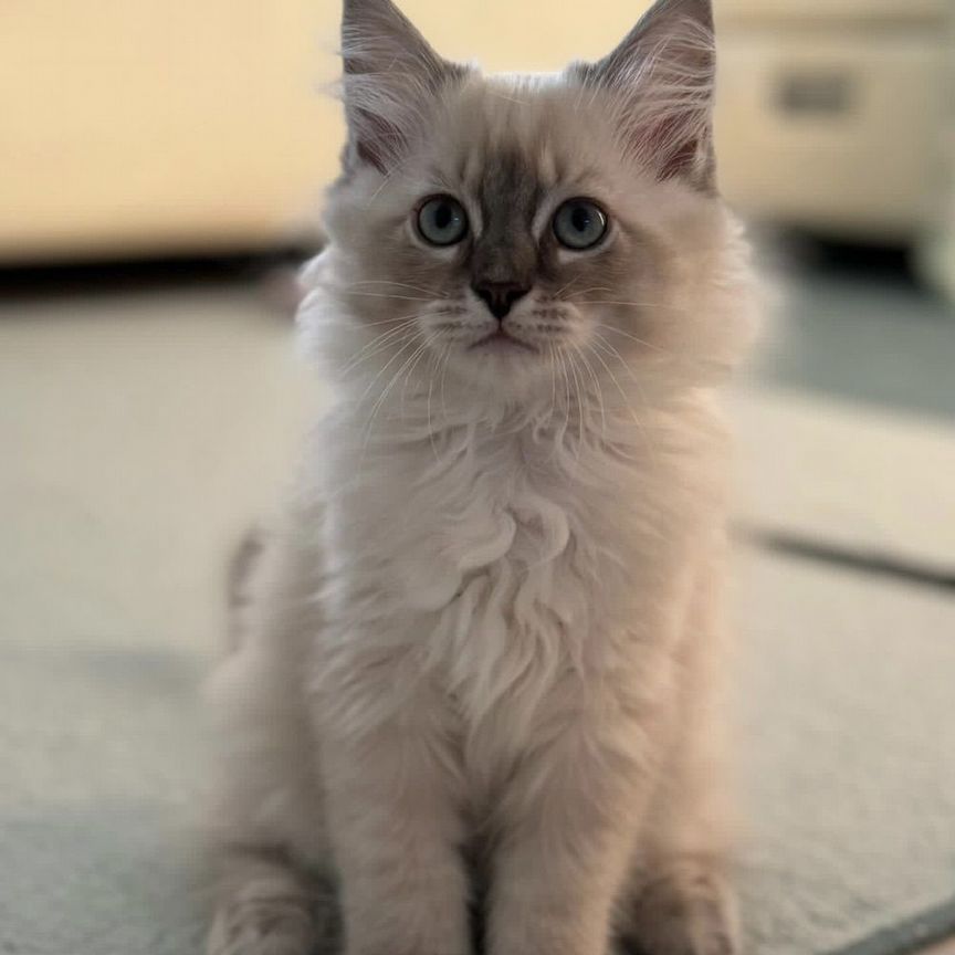 Невский маскарадный котенок мальчик