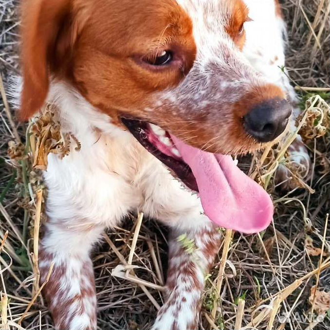 Эпоньел Бритон