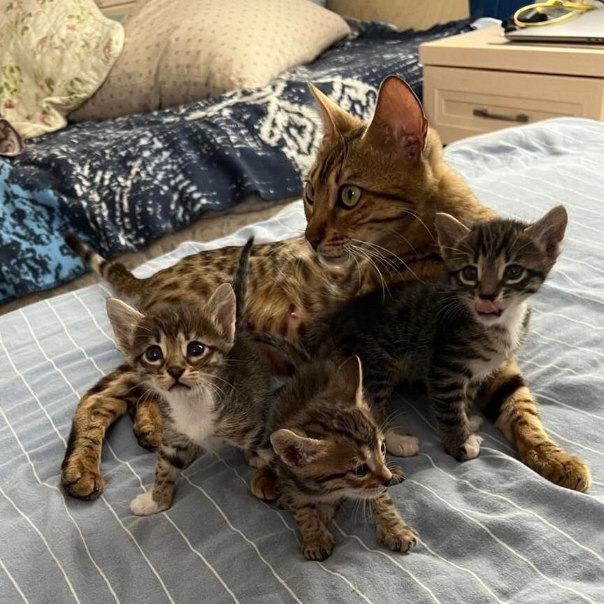 Бенгальские котята. 1 месяц кушают ходят на лоток