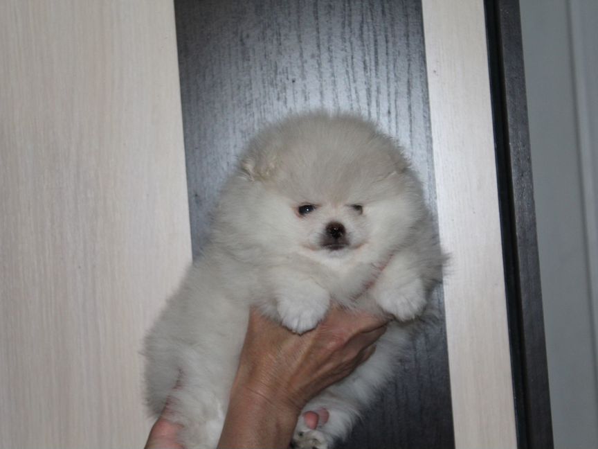 Белые мишки шпица