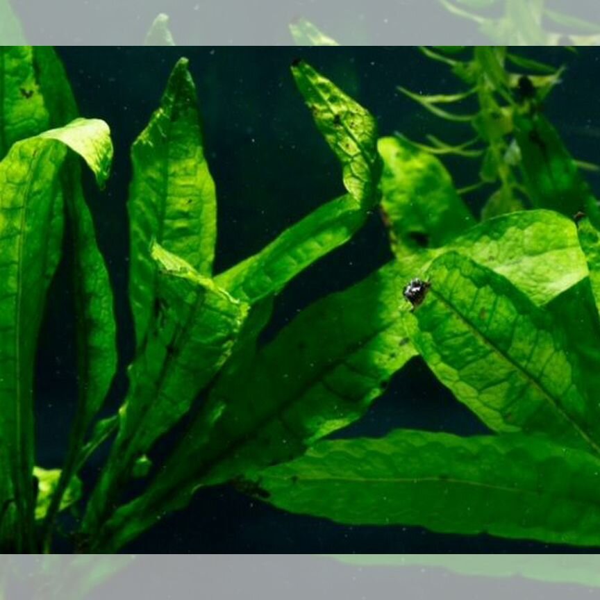 Папоротник таиландский