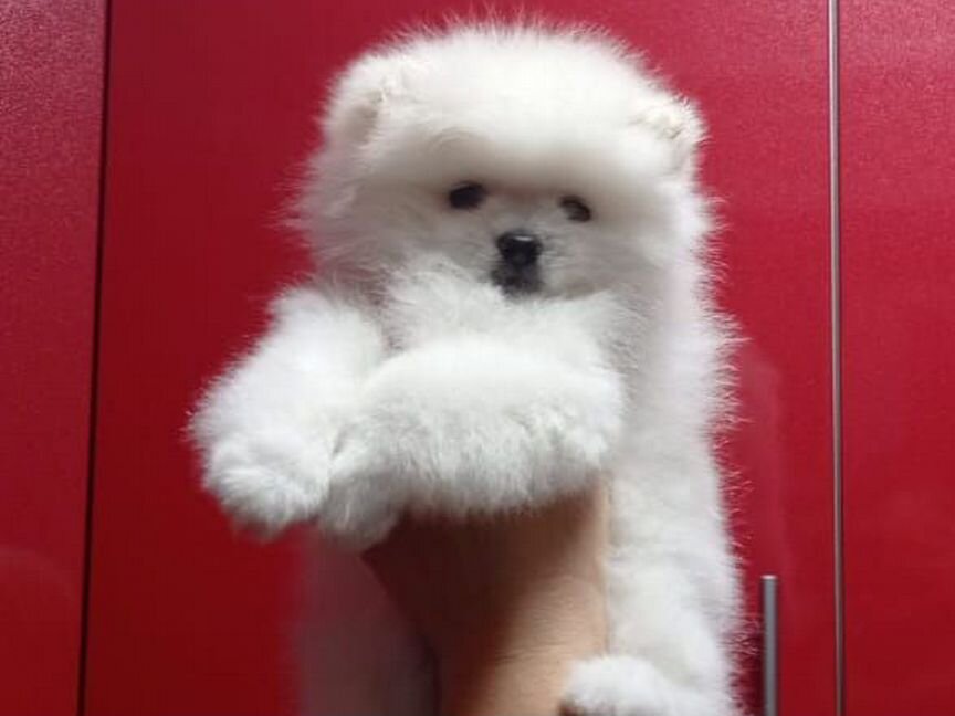 Померанский шпиц