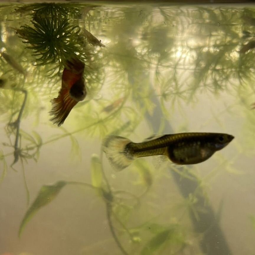 Гуппи и креветки вишни