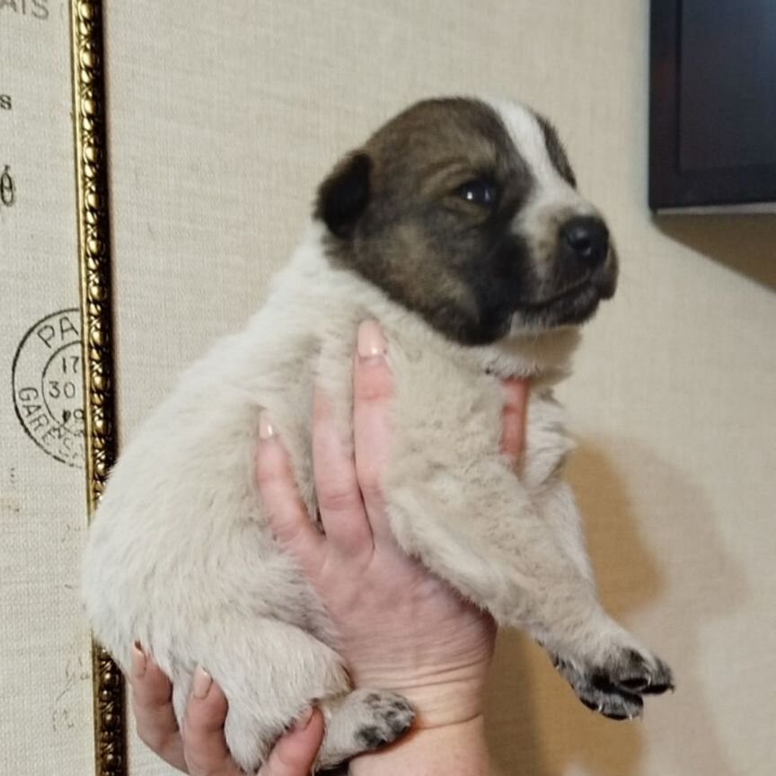 Щенок в добрые руки