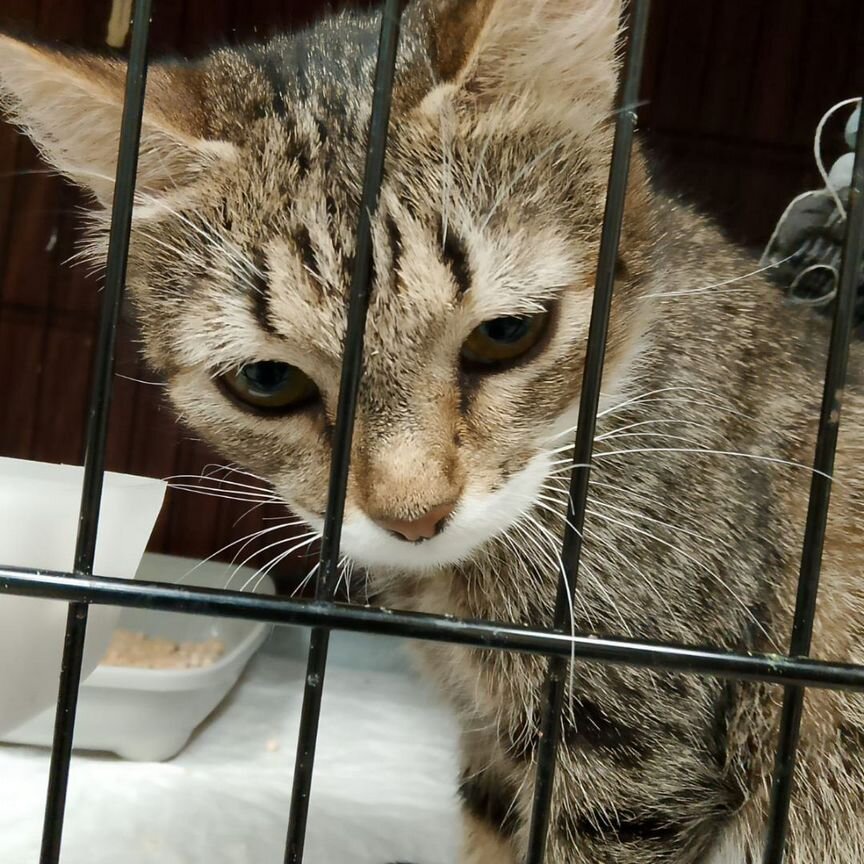 Сжальтесь над несчастной кошкой заберите домой