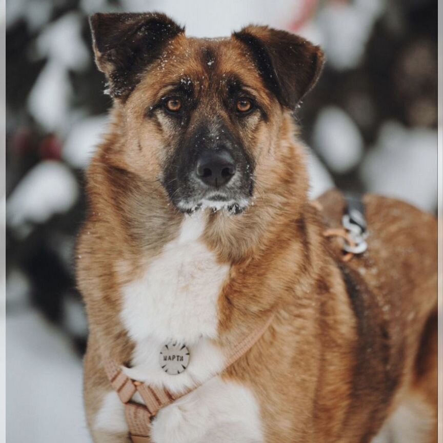 Немецкая овчарка, взрослый пёс